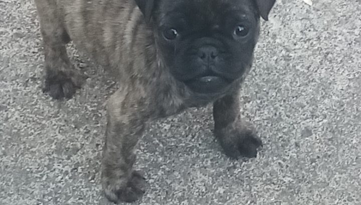 Pug Puppy For Sale To Good Home - Dogs For Sale Ireland