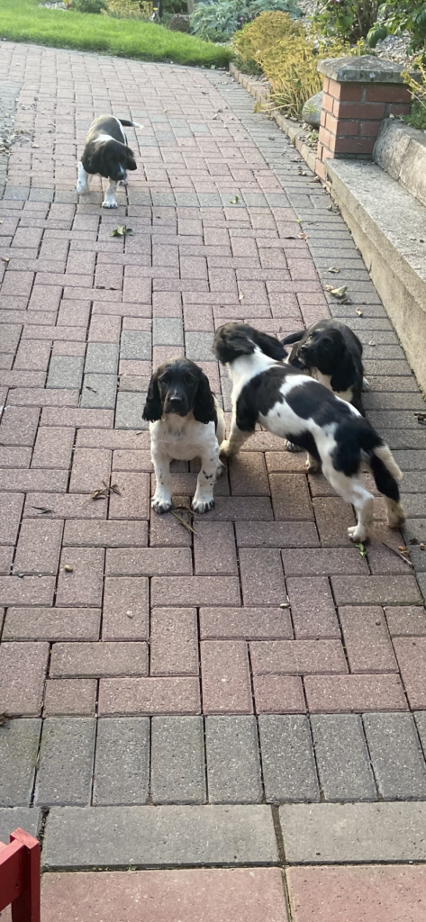 Springer Spaniel Pups for Sale in Dublin - Dogs For Sale Ireland