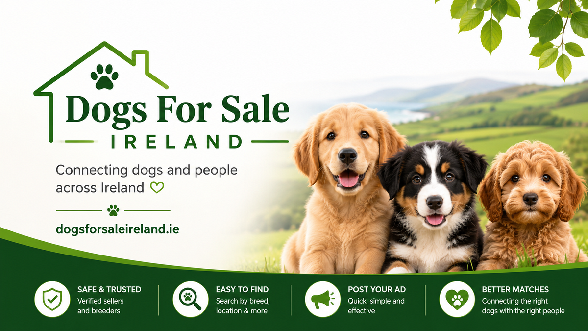 2 beautiful British bulldogs one male one female - Dogs For Sale Ireland