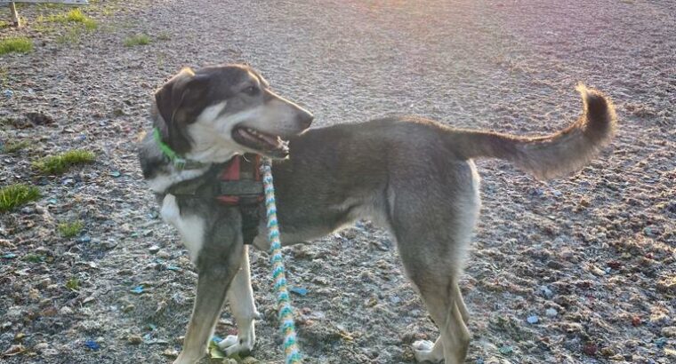 3 1 2 Year Old Male Dog Dogs For Sale Ireland 3 1 2 Year Old Male Dog Dogs For Sale Ireland