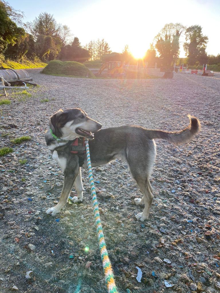 3 1 2 Year Old Male Dog Dogs For Sale Ireland 3 1 2 Year Old Male Dog Dogs For Sale Ireland