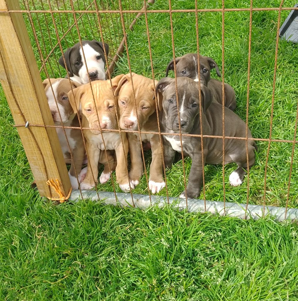 Brown American Pit Bull Pups in Macroom - Dogs For Sale Ireland