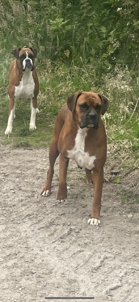 Playful Boxer Puppy for Sale in Carlow - Dogs For Sale Ireland