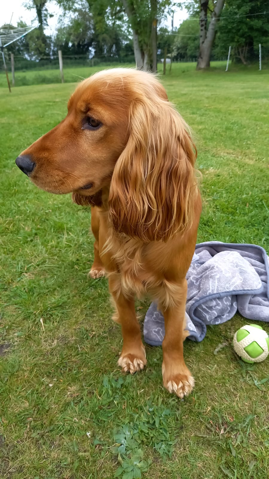 Golden cocker spaniel puppies - Dogs For Sale Ireland