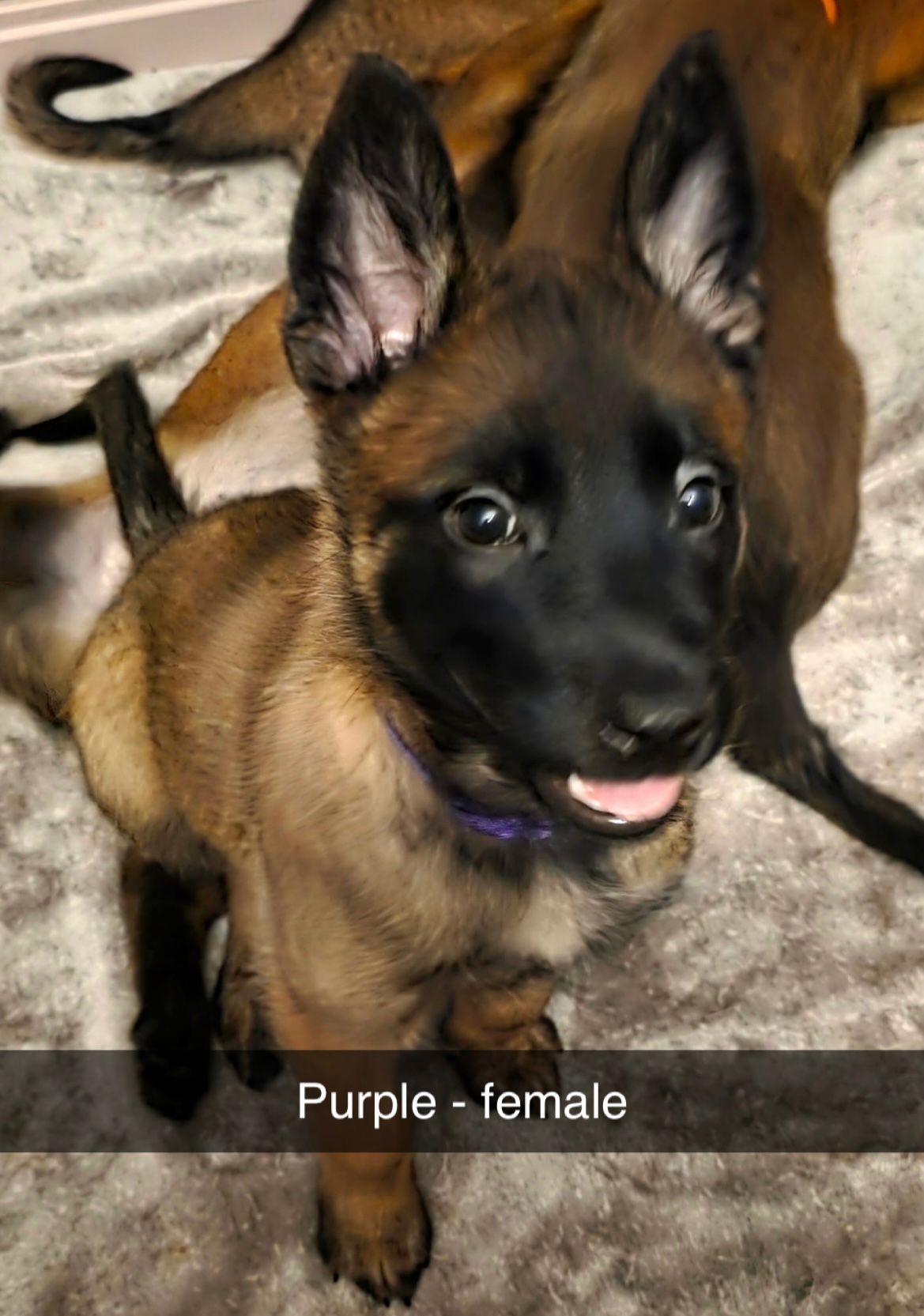 Purebred Belgian Malinois Puppies for Sale - Dogs For Sale Ireland
