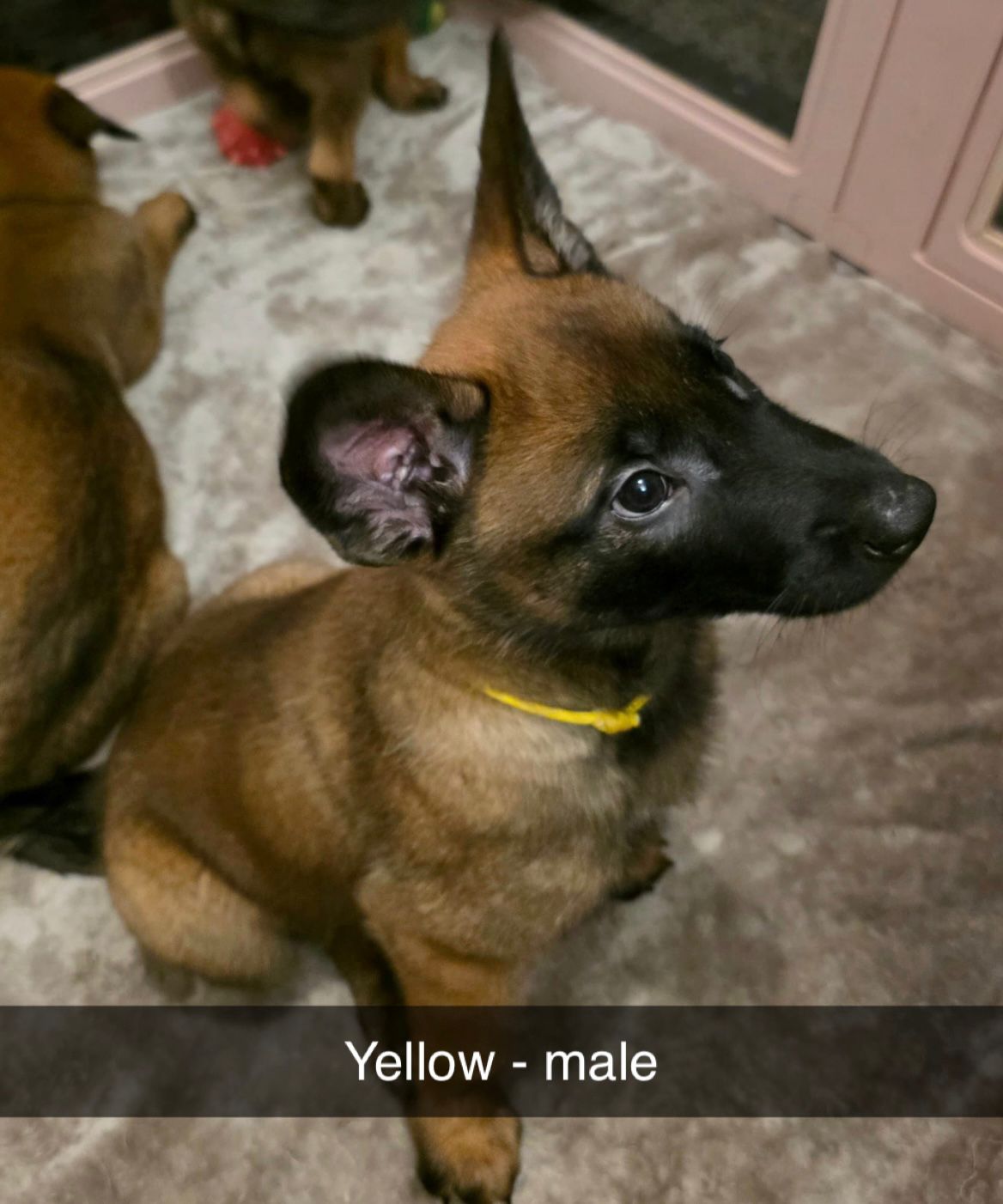 Purebred Belgian Malinois Puppies for Sale - Dogs For Sale Ireland