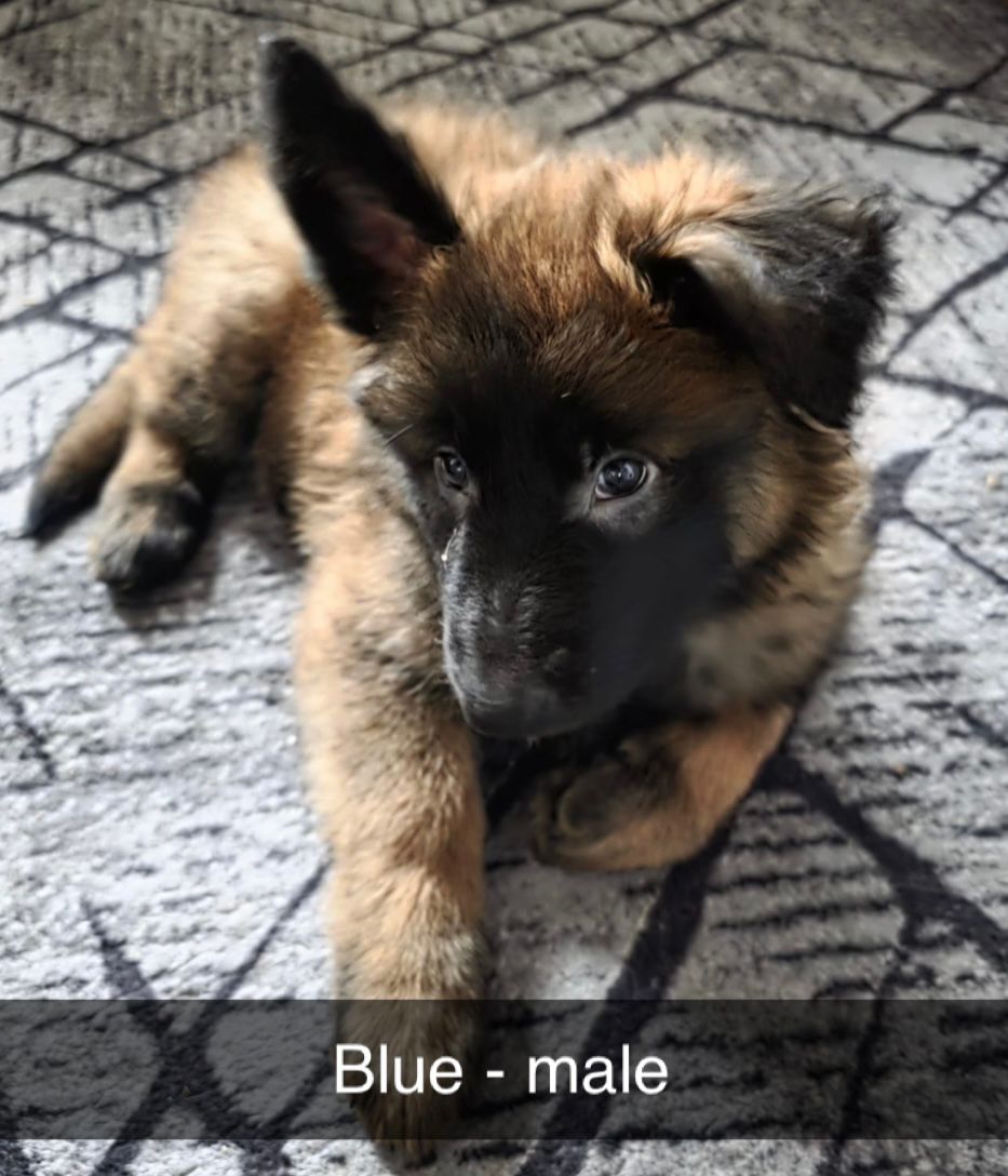 Purebred Belgian Malinois Puppies for Sale - Dogs For Sale Ireland
