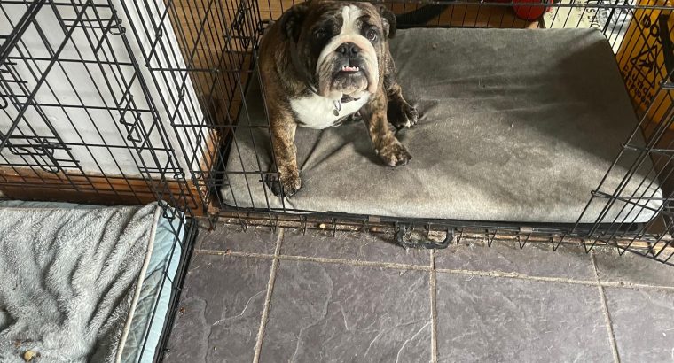 2 beautiful British bulldogs one male one female - Dogs For Sale Ireland